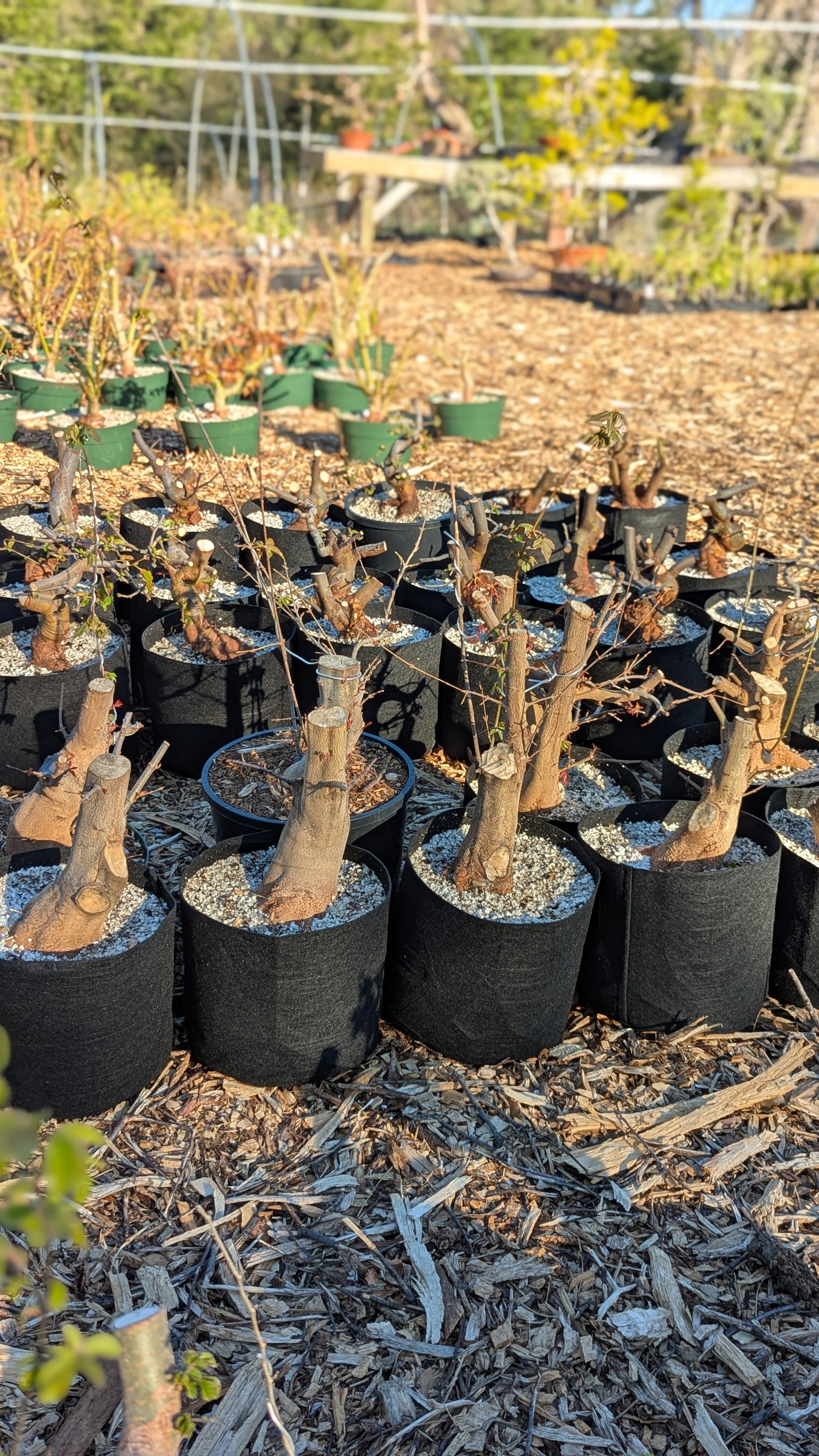Field Grown Bonsai – Cedar Rose Nursery