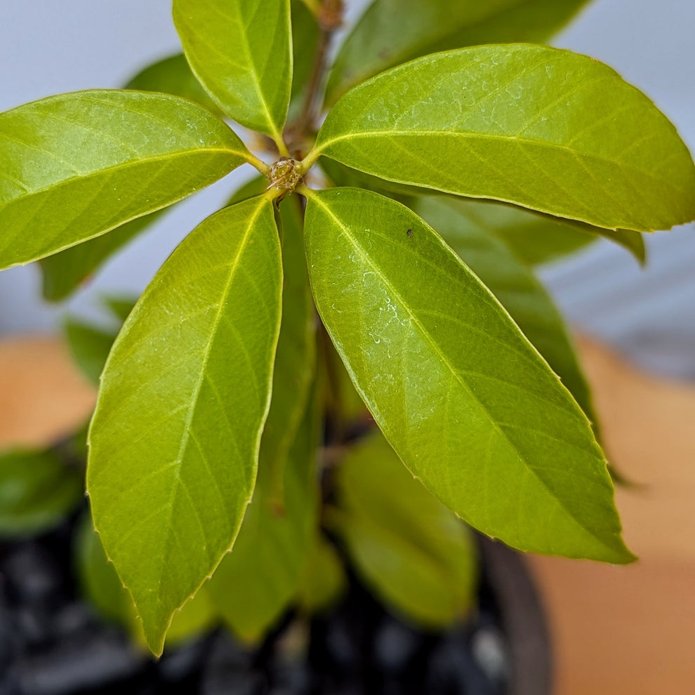 Quercus schottkyana, Schottky's Oak. – Cedar Rose Nursery