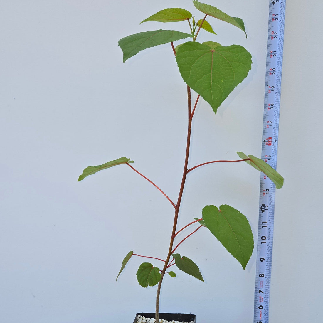 Idesia polycarpa, Wonder tree, Igiri tree. – Cedar Rose Nursery