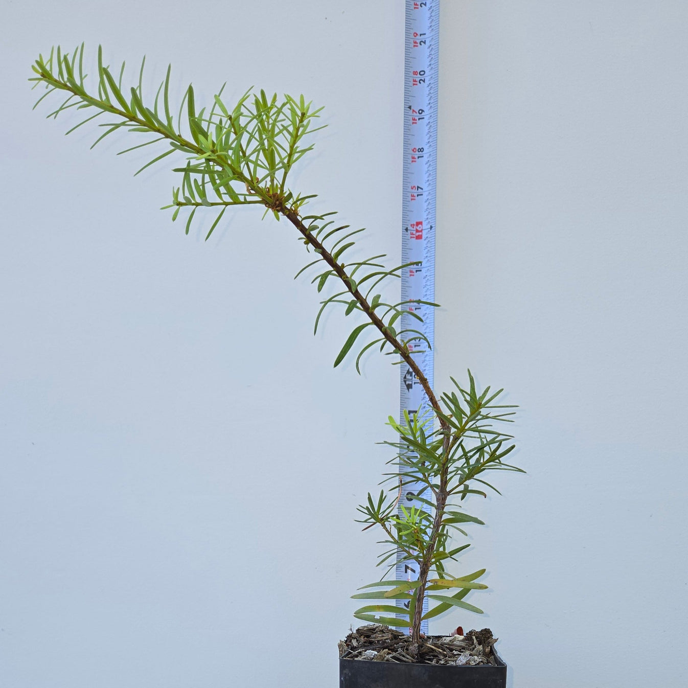 Podocarpus laetus, Hall's Podocarpus – Cedar Rose Nursery