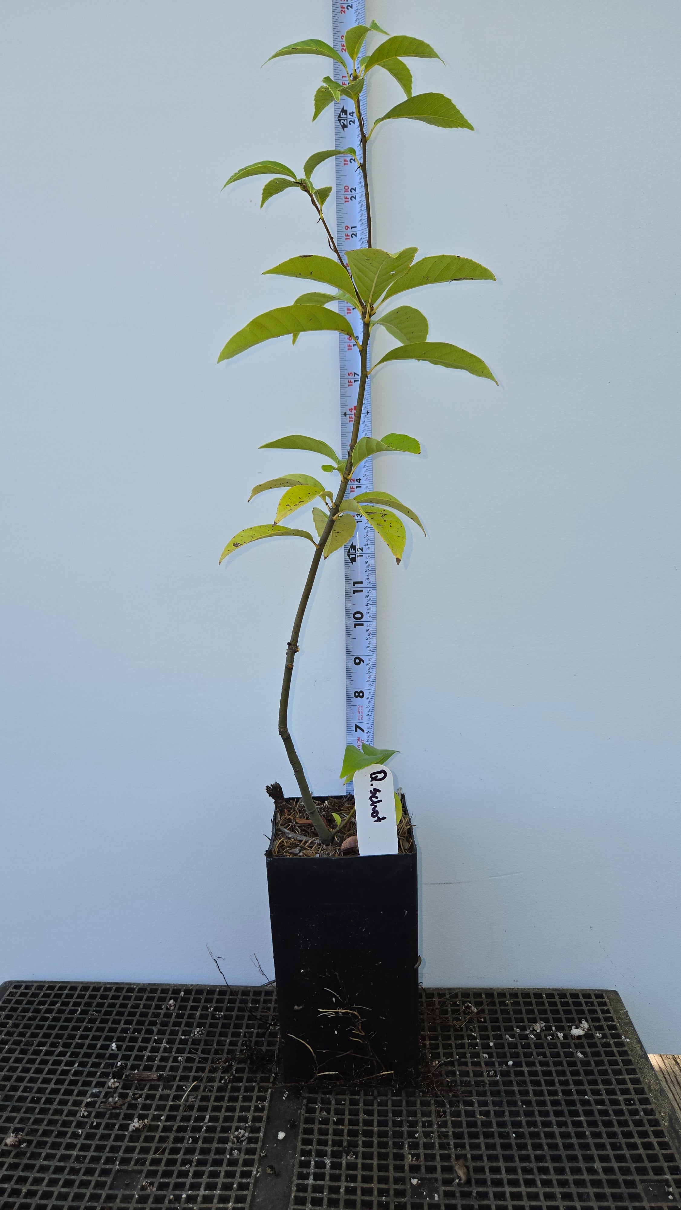 Broadleaf Evergreen Bonsai Starts – Cedar Rose Nursery