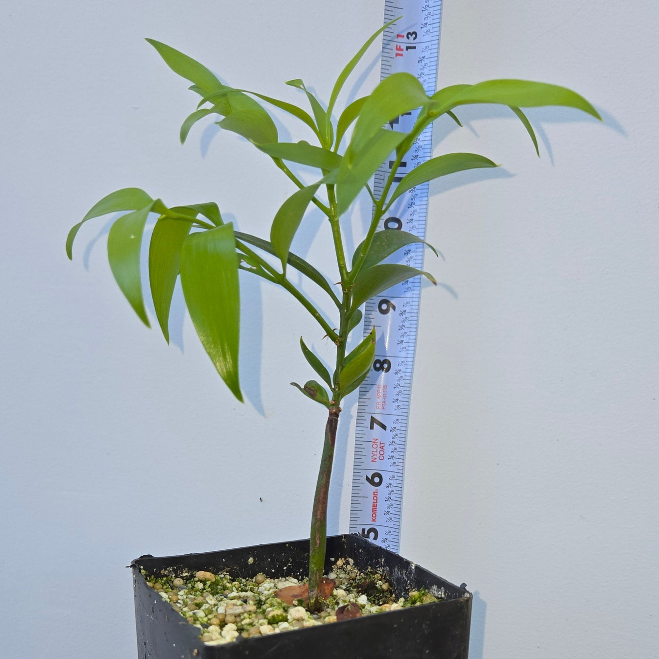 Nageia nagi, Asian Bayberry – Cedar Rose Nursery