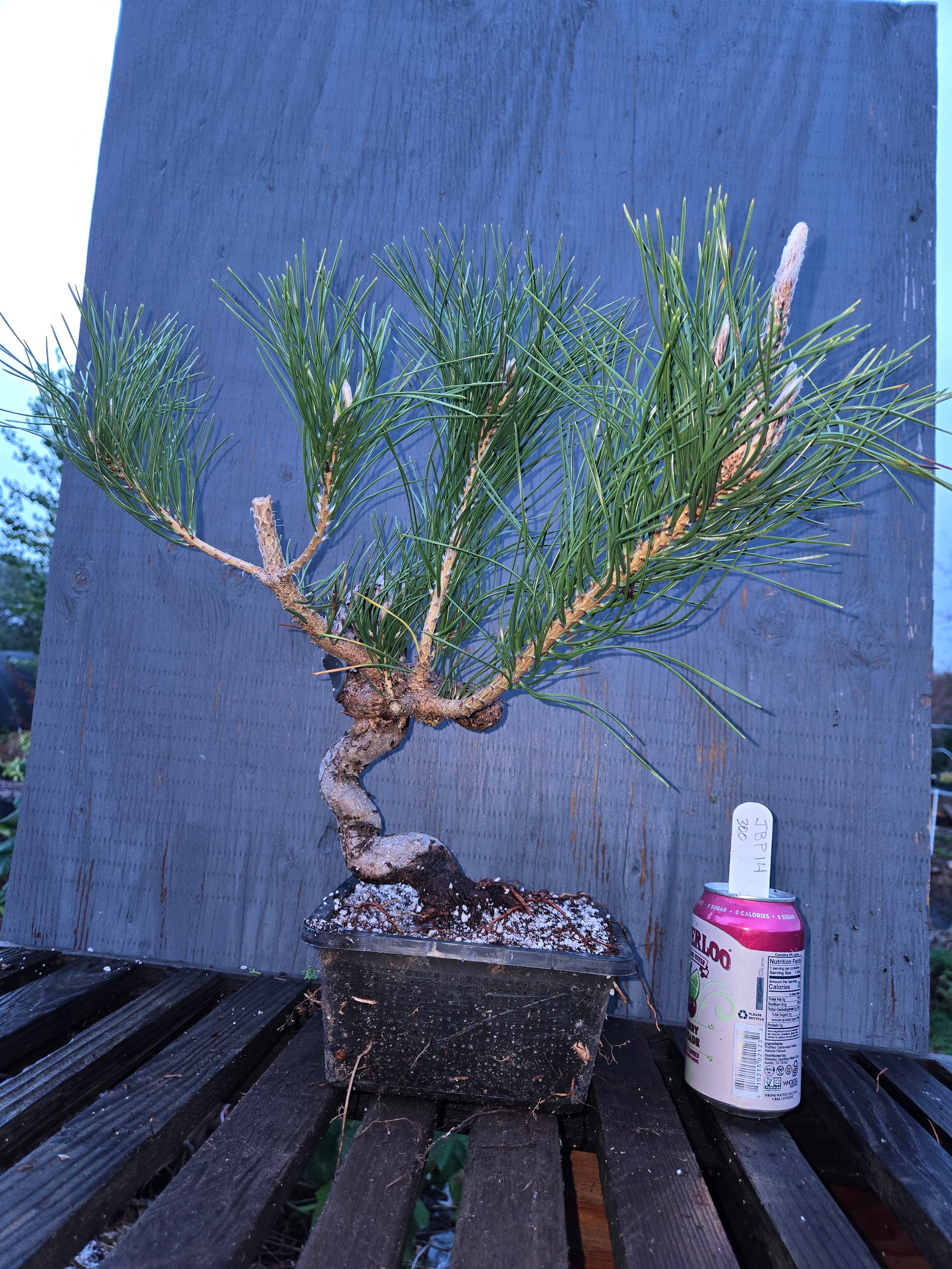 Japanese Black Pine 'Mikawa' JBP14 – Cedar Rose Nursery