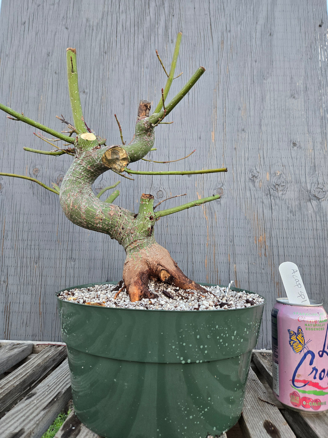 Deciduous Field Grown Bonsai – Cedar Rose Nursery