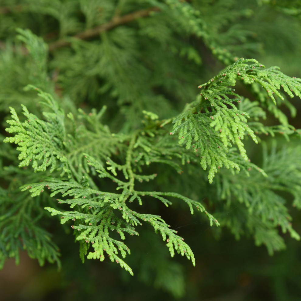 Chamaecyparis obtusa, Hinoki Cypress – Cedar Rose Nursery
