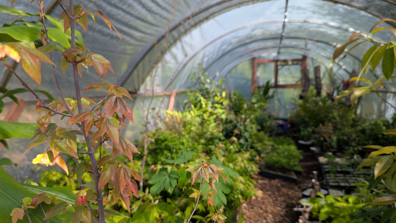 Cedar Rose Nursery