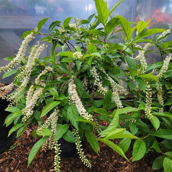 Itea virginica, Virginia Sweetspire. – Cedar Rose Nursery